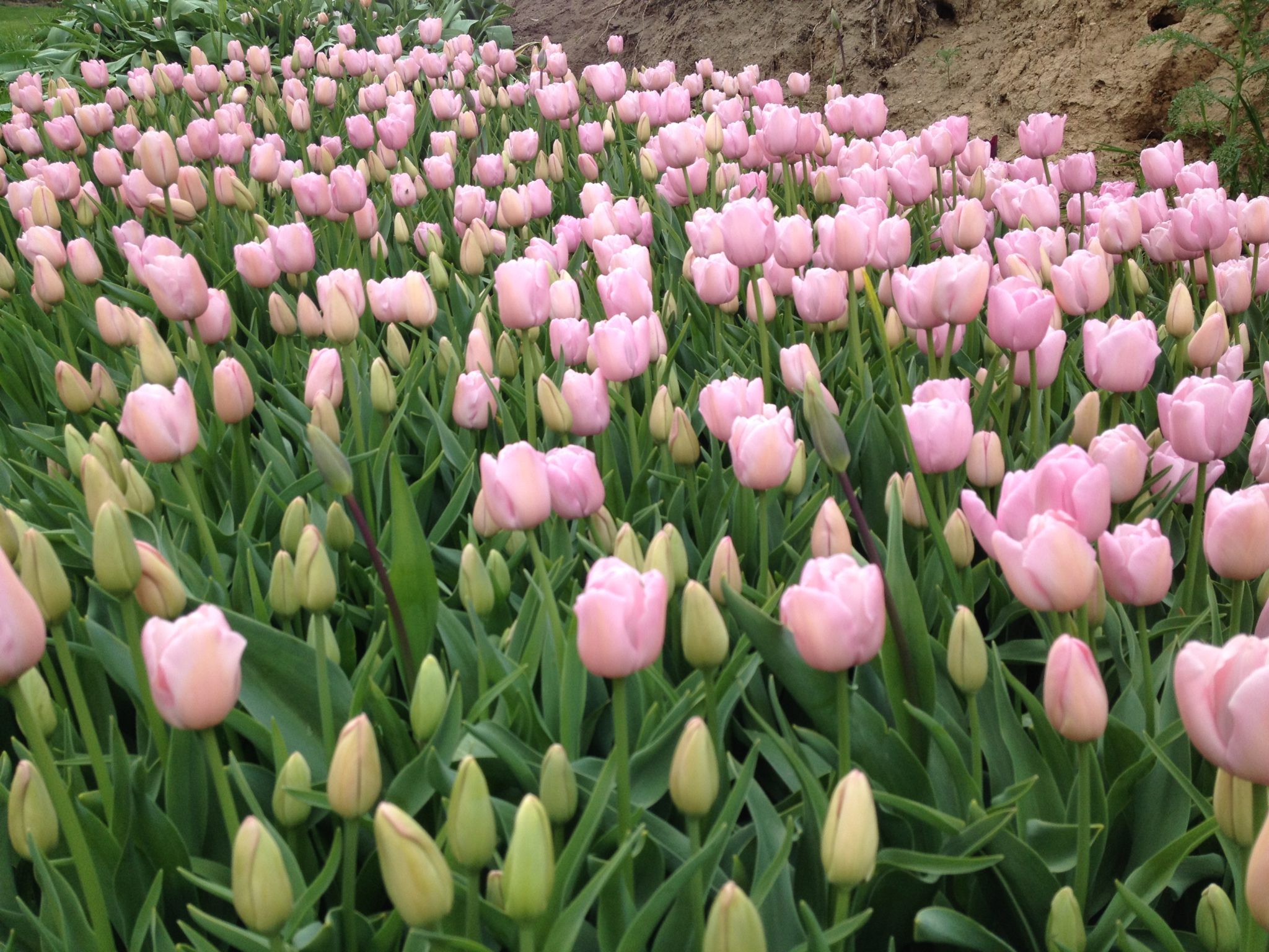 Light Pink Prince – Gardenista