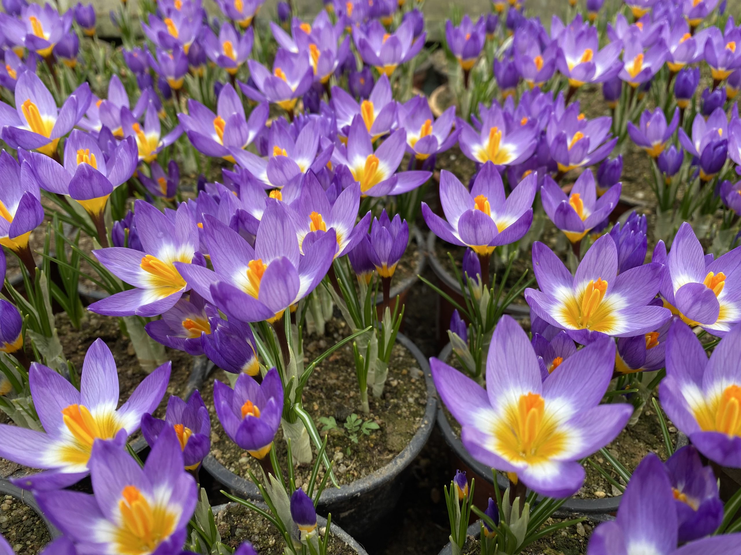 Crocus sieberi Tricolor – Gardenista