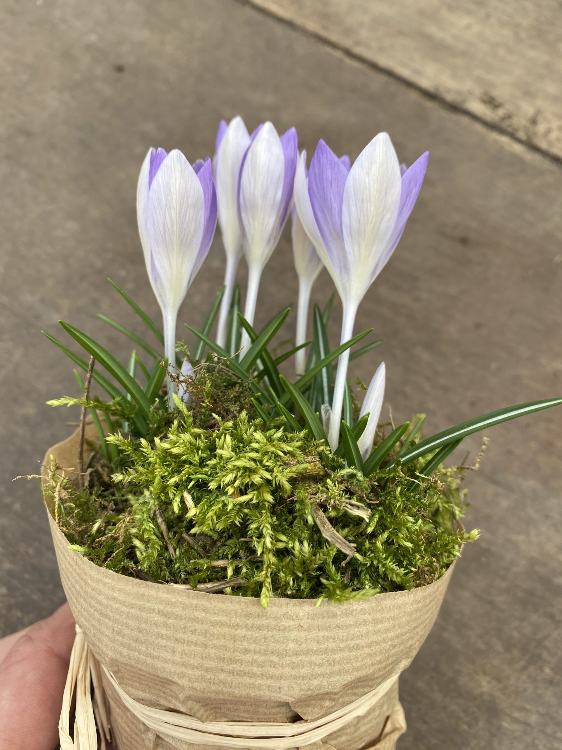 Crocus Etruscus Rosalind Gardenista