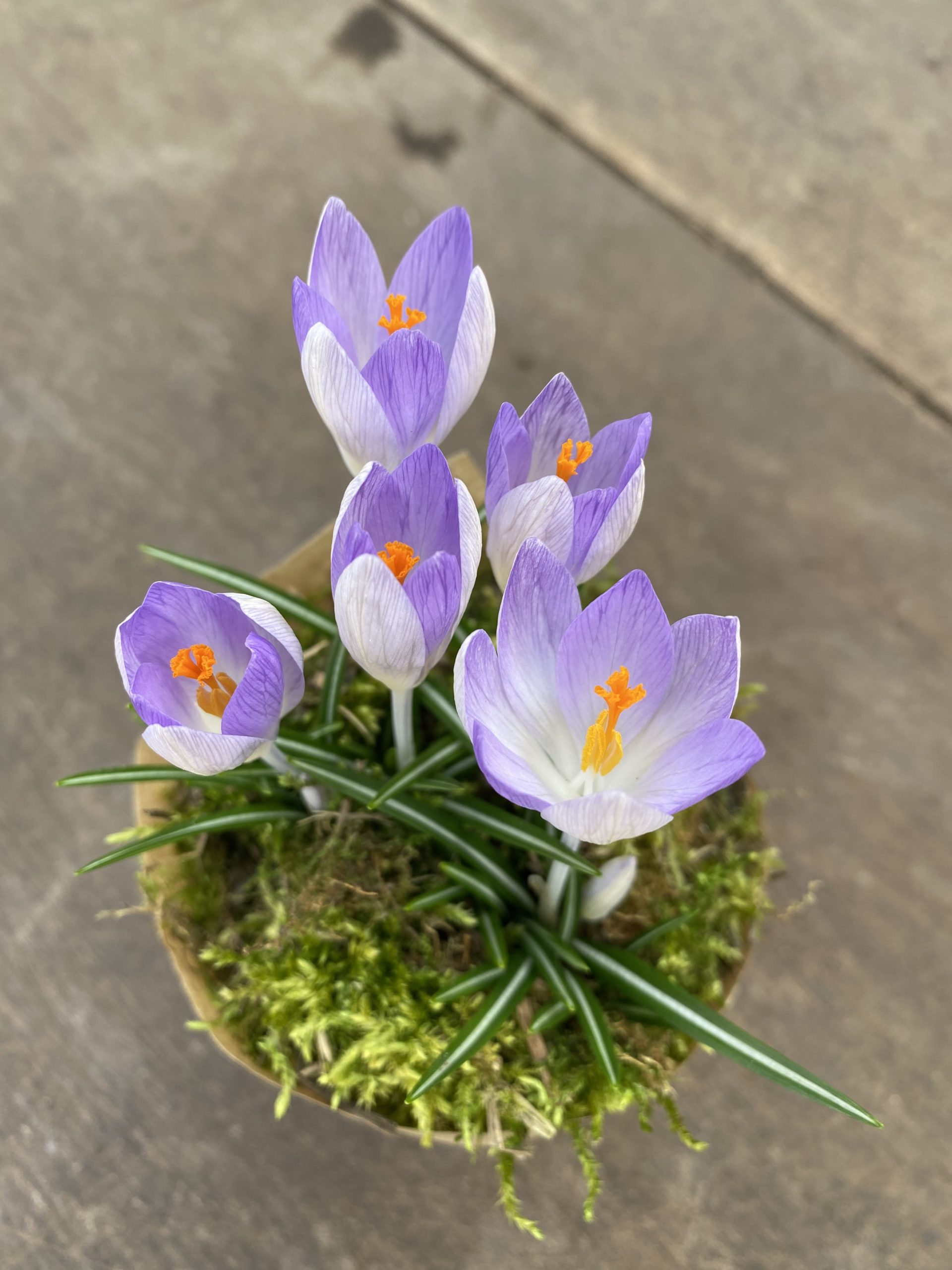 Crocus Etruscus Rosalind Gardenista
