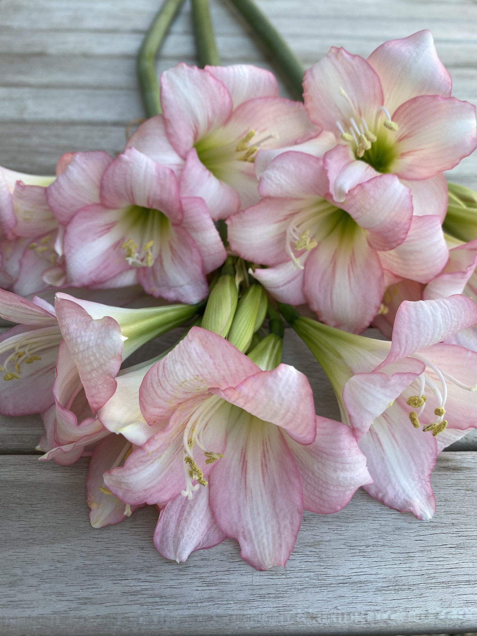 Hippeastrum Sonatini Pink Rascal – Gardenista